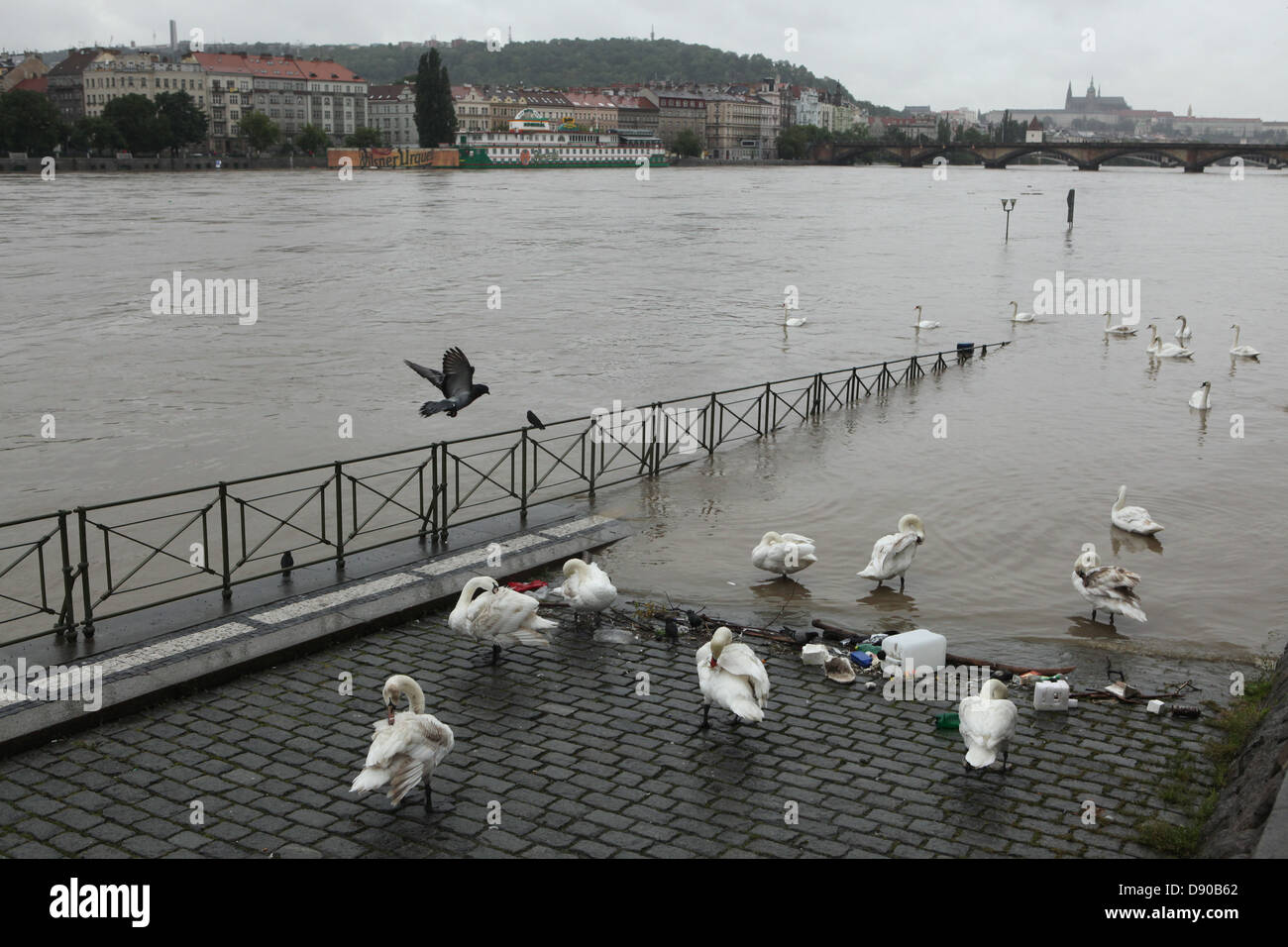 Czech floods prague 2013 hi-res stock photography and images - Alamy