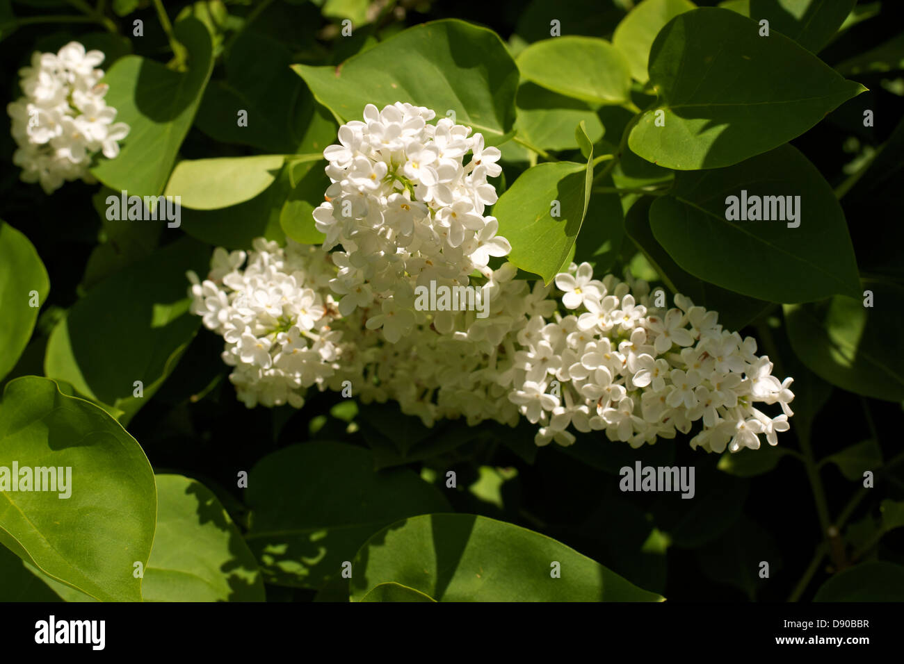 White Lilac "Syringa vulgaris" "Madame Lemoine" flowers Stock Photo - Alamy