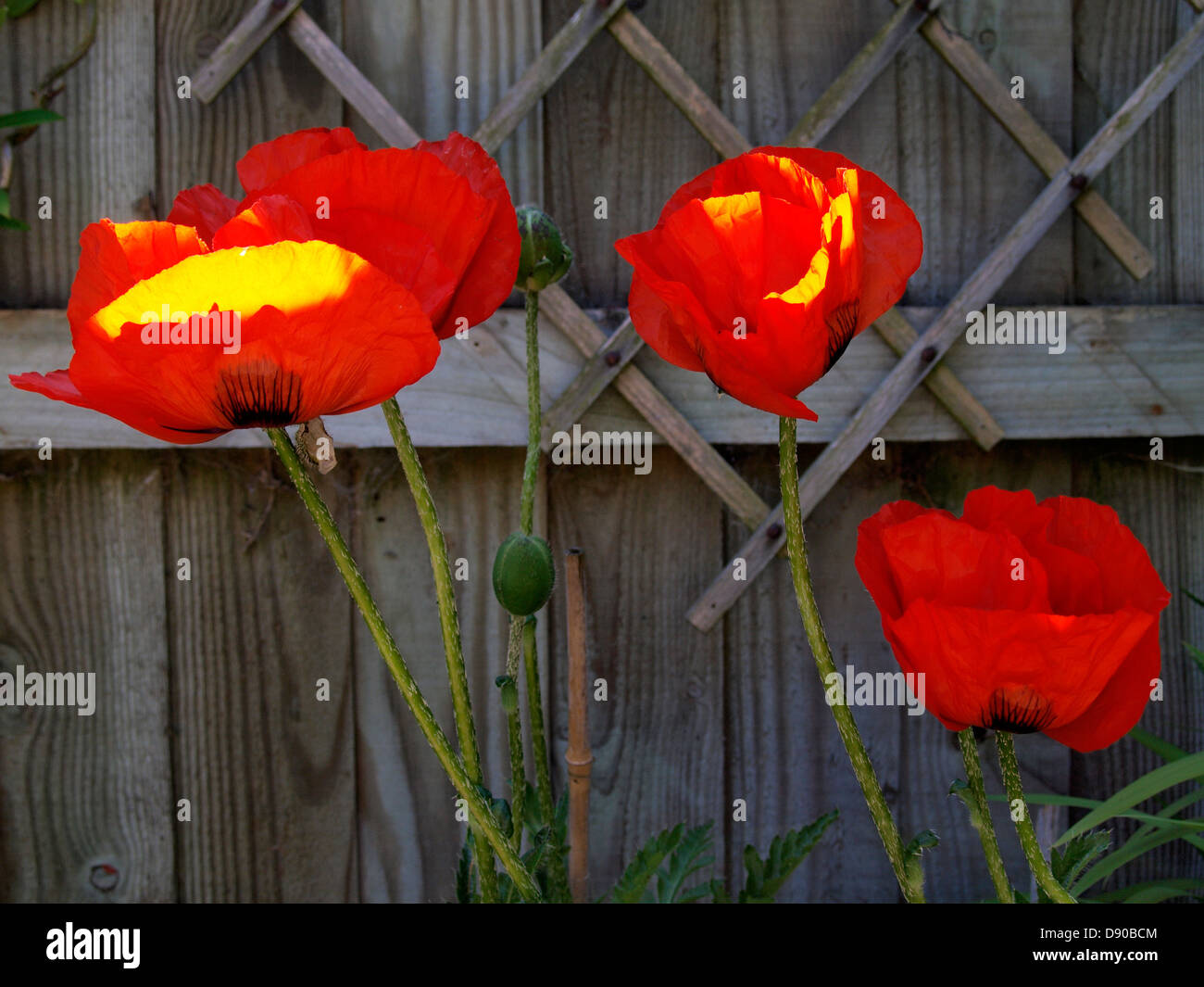 Poppy petals hi-res stock photography and images - Alamy