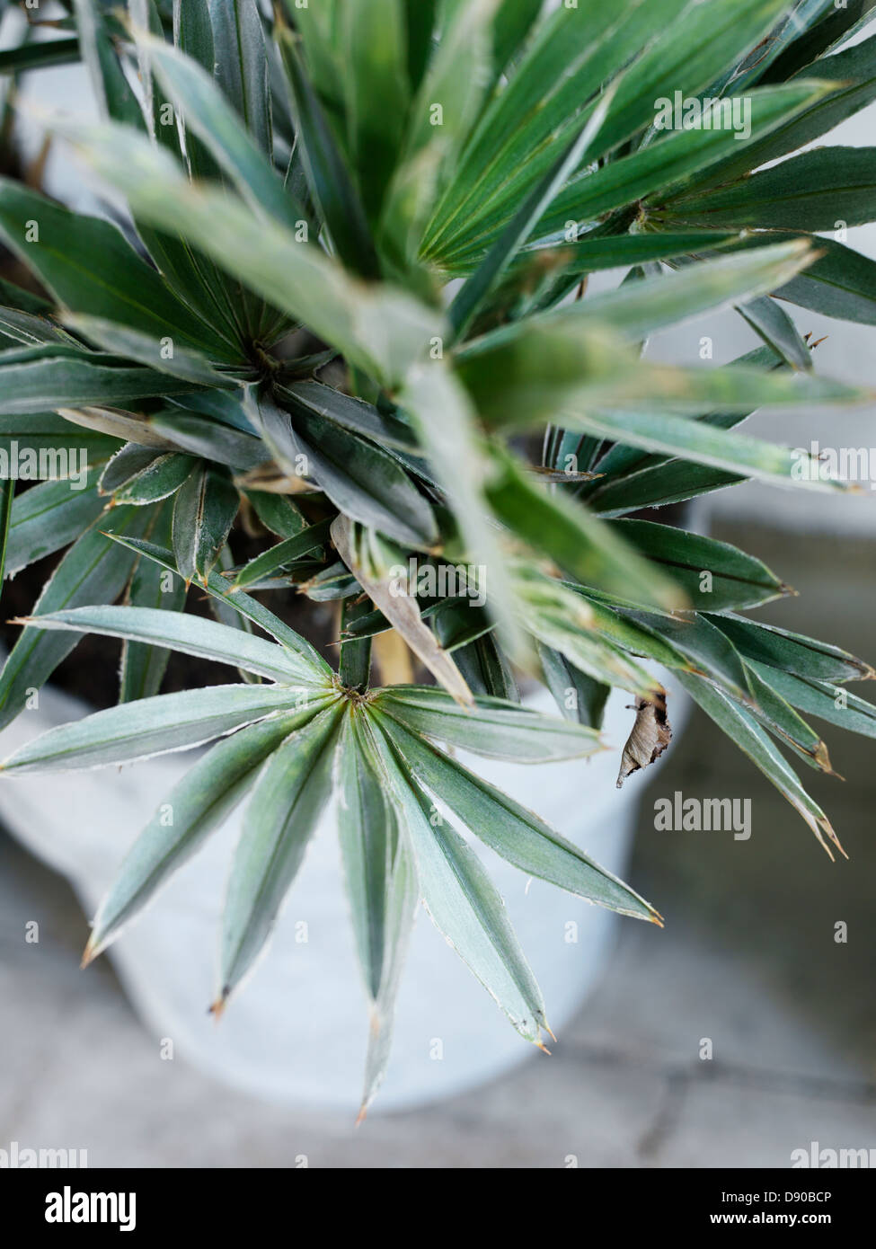 Palm tree in pot hi-res stock photography and images - Alamy