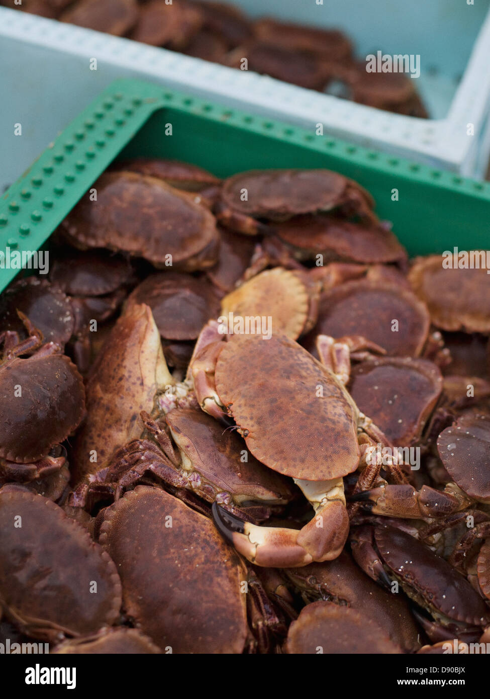 Close up crabs hi-res stock photography and images - Alamy