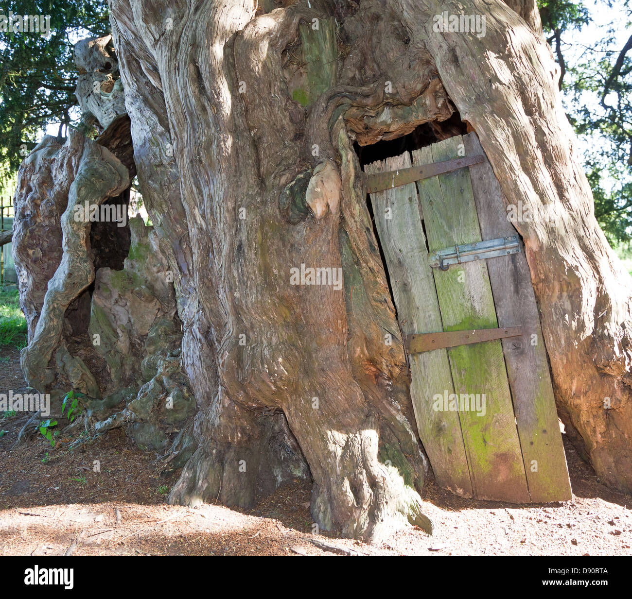 English yew tree hi-res stock photography and images - Alamy