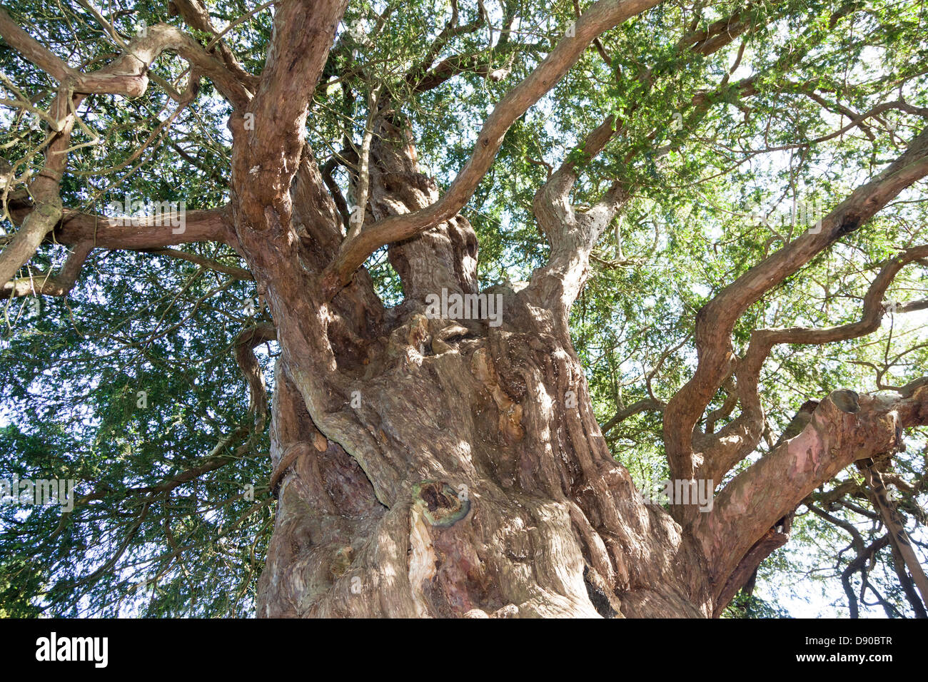 Oldest tree uk hi-res stock photography and images - Alamy