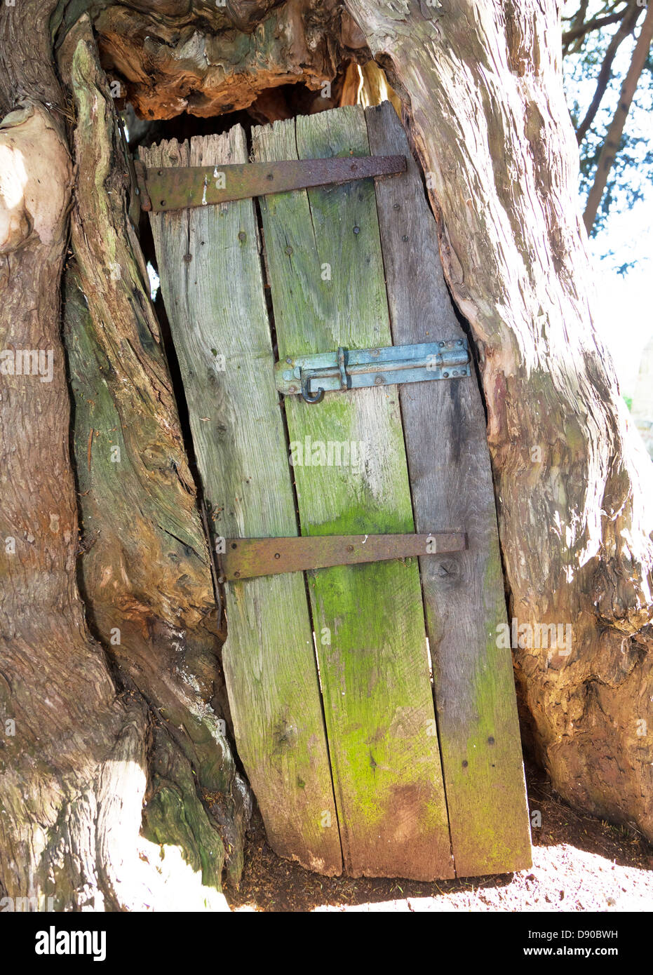 Oldest tree uk hi-res stock photography and images - Alamy