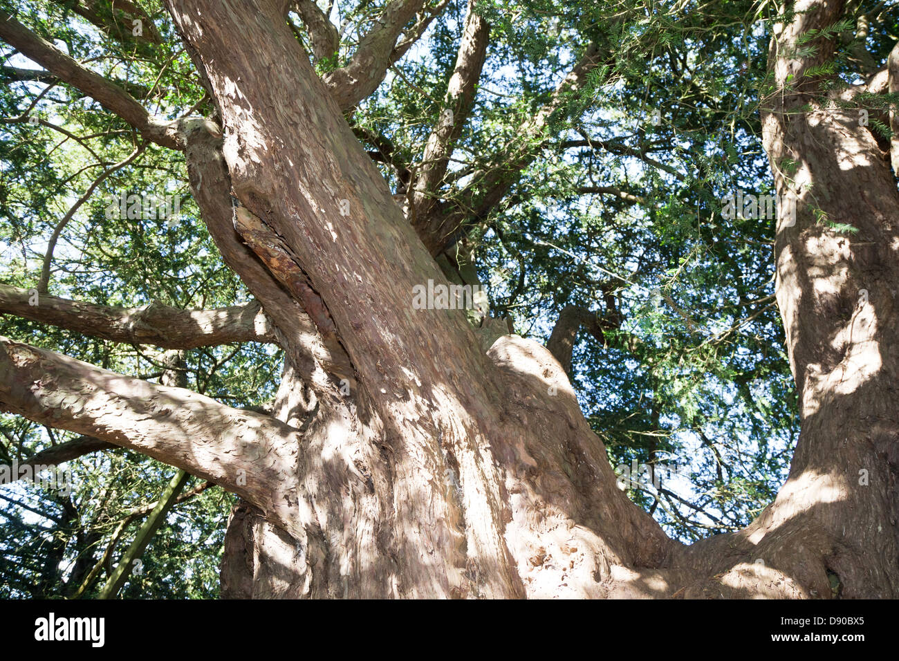 4,000 Year Old Yew Tree in St Georges Churchyard Crowhurst Surrey UK ...