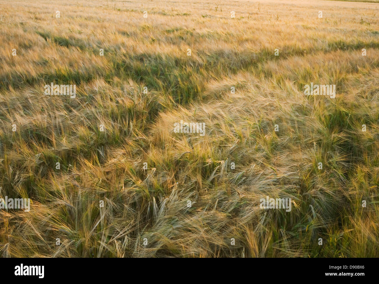 Grainfield wind not person not energy hi-res stock photography and ...