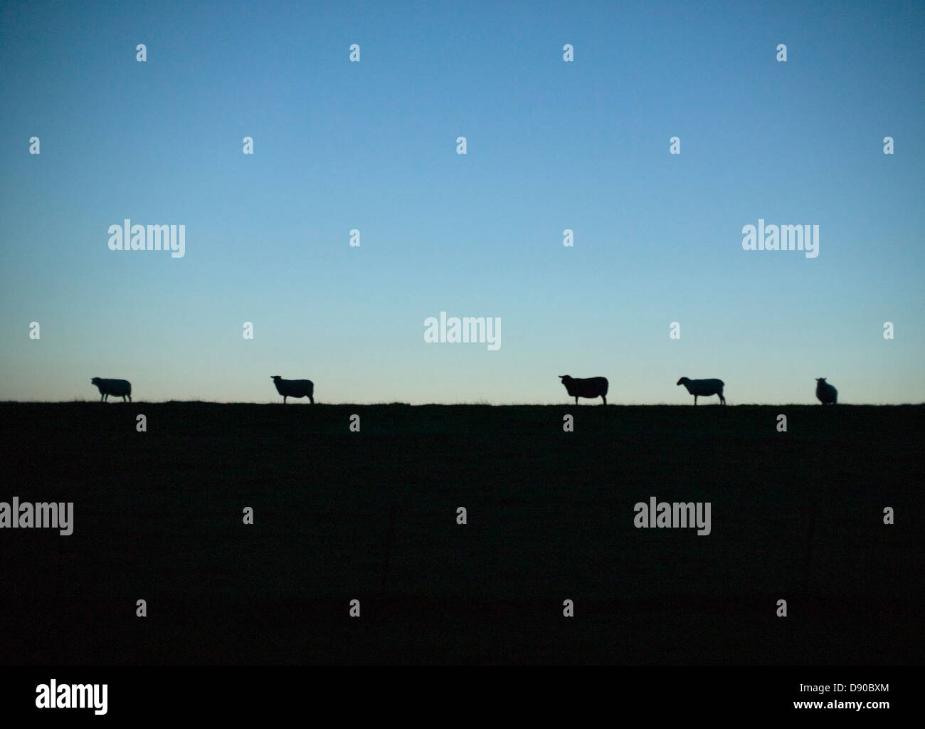Sheep on a hill hi-res stock photography and images - Alamy