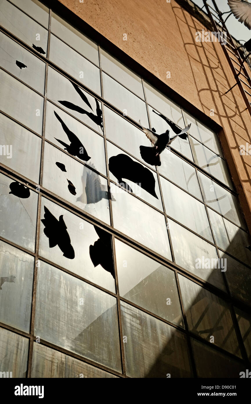 A dove flying by a broken window, Sweden Stock Photo - Alamy