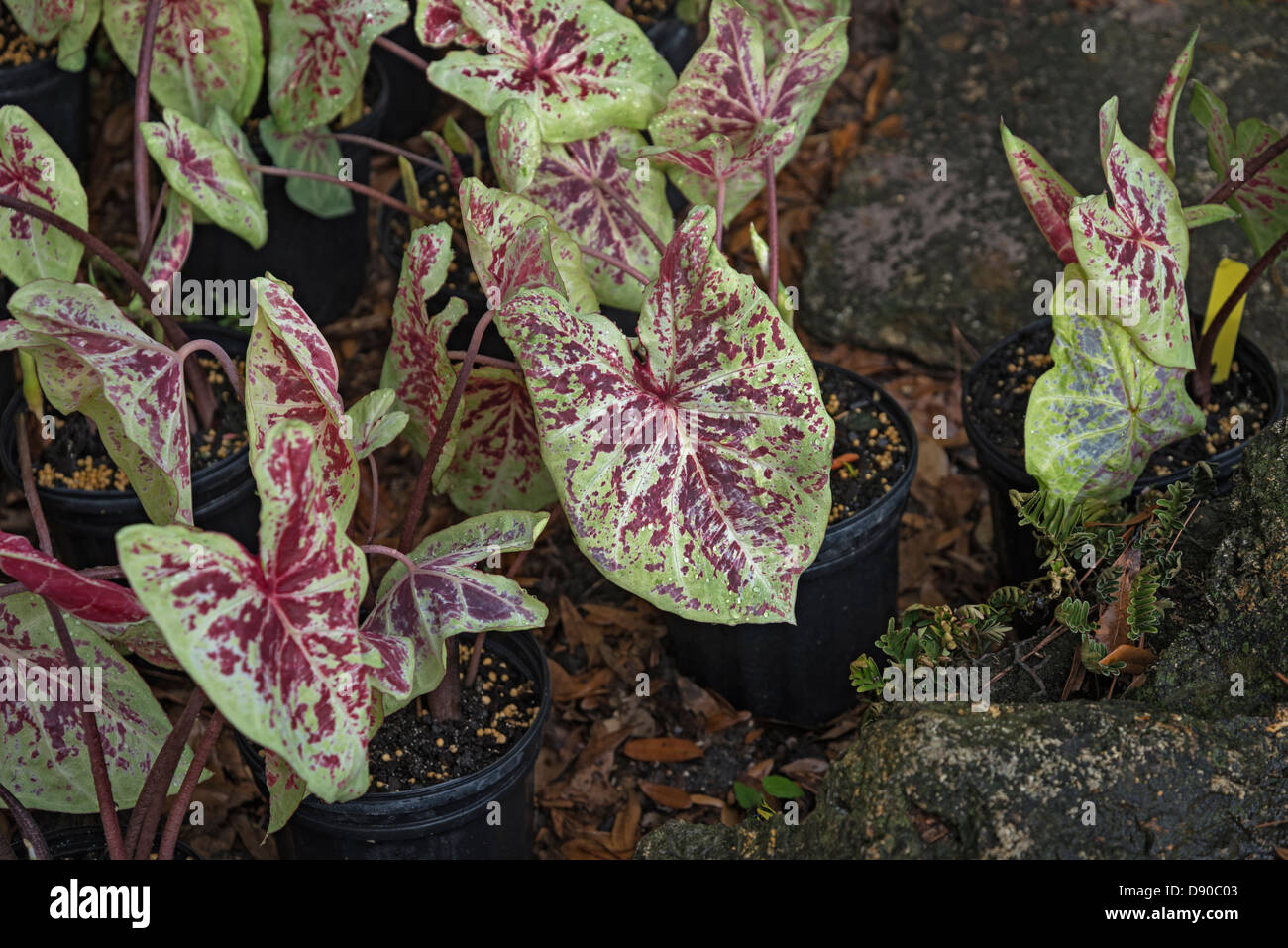 Caladium plant at Kanapaha Spring Garden Festival at Kanapaha Botanical ...