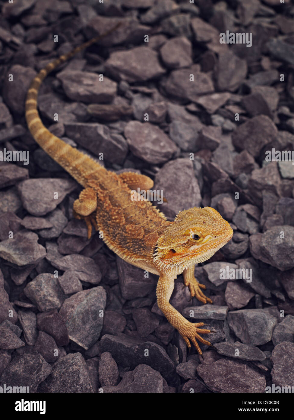 A lizard, close-up, Sweden Stock Photo - Alamy