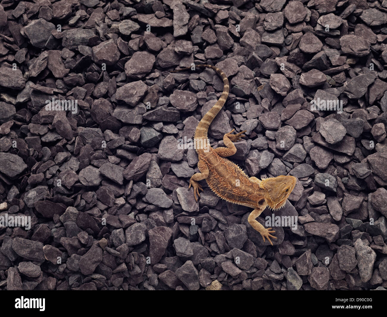 Lizard on gravel, Sweden Stock Photo - Alamy