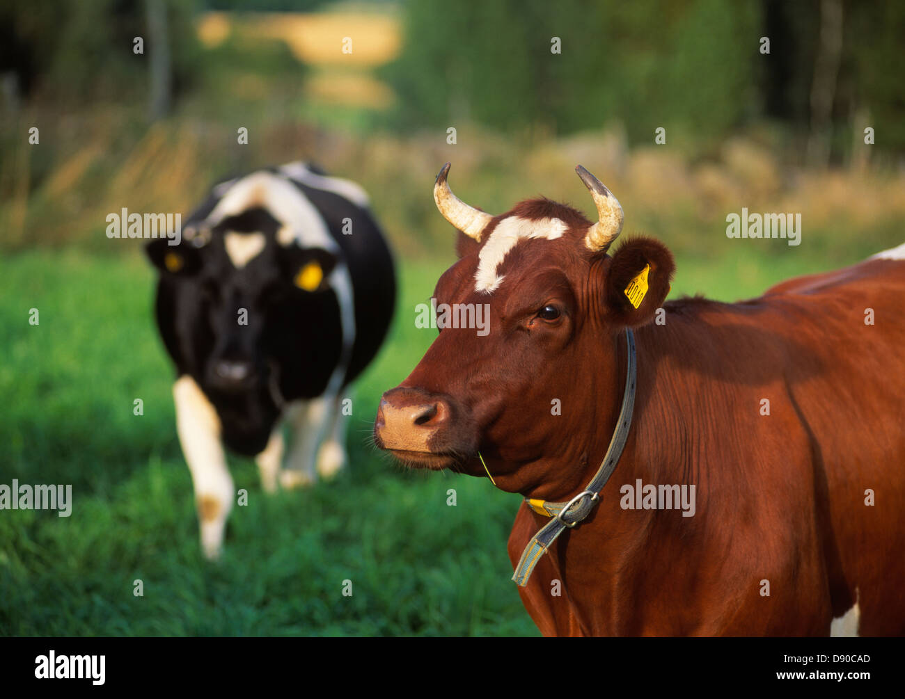 Cow grazing, Sweden Stock Photo - Alamy