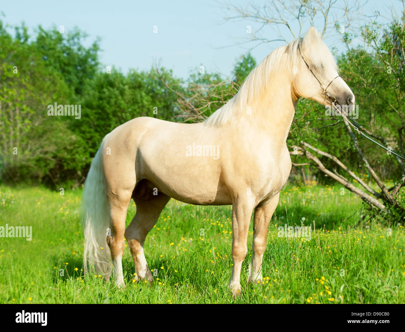 Horse Palomino Stallion High Resolution Stock Photography and Images ...