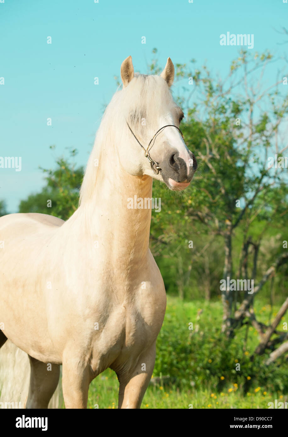 White welsh pony hi-res stock photography and images - Alamy