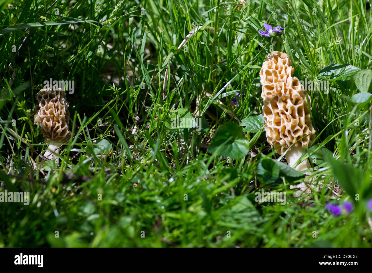 A couple of yellow Morels surrounded by grass and purple violets Stock ...