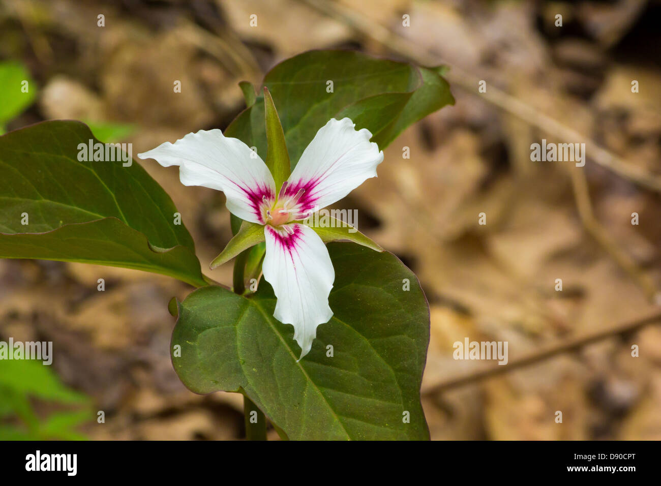 Three petal flower hi-res stock photography and images - Alamy