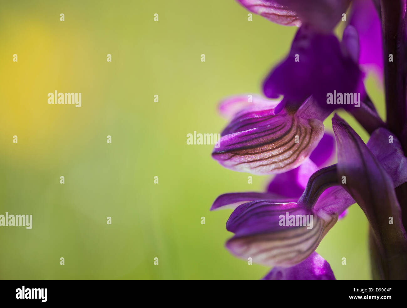 A side view of a green winged orchid in a meadow Stock Photo - Alamy