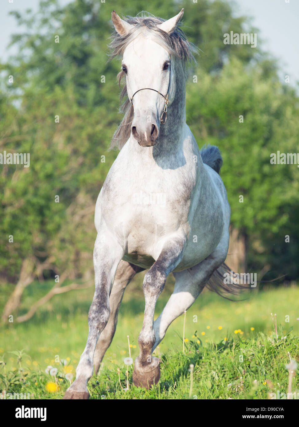 Grey horse running hi-res stock photography and images - Alamy