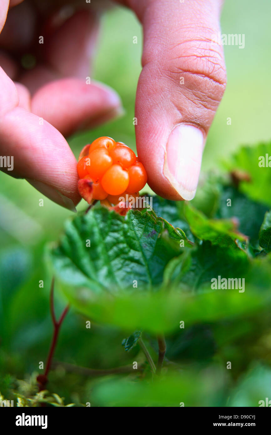 Cloudberry plants hi-res stock photography and images - Alamy