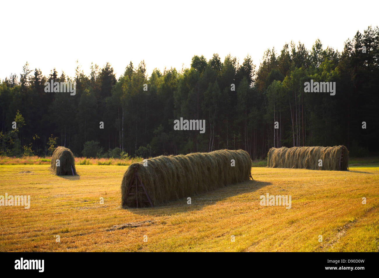 Pile hay on drying racks, Vasterbotten, Sweden Stock Photo - Alamy