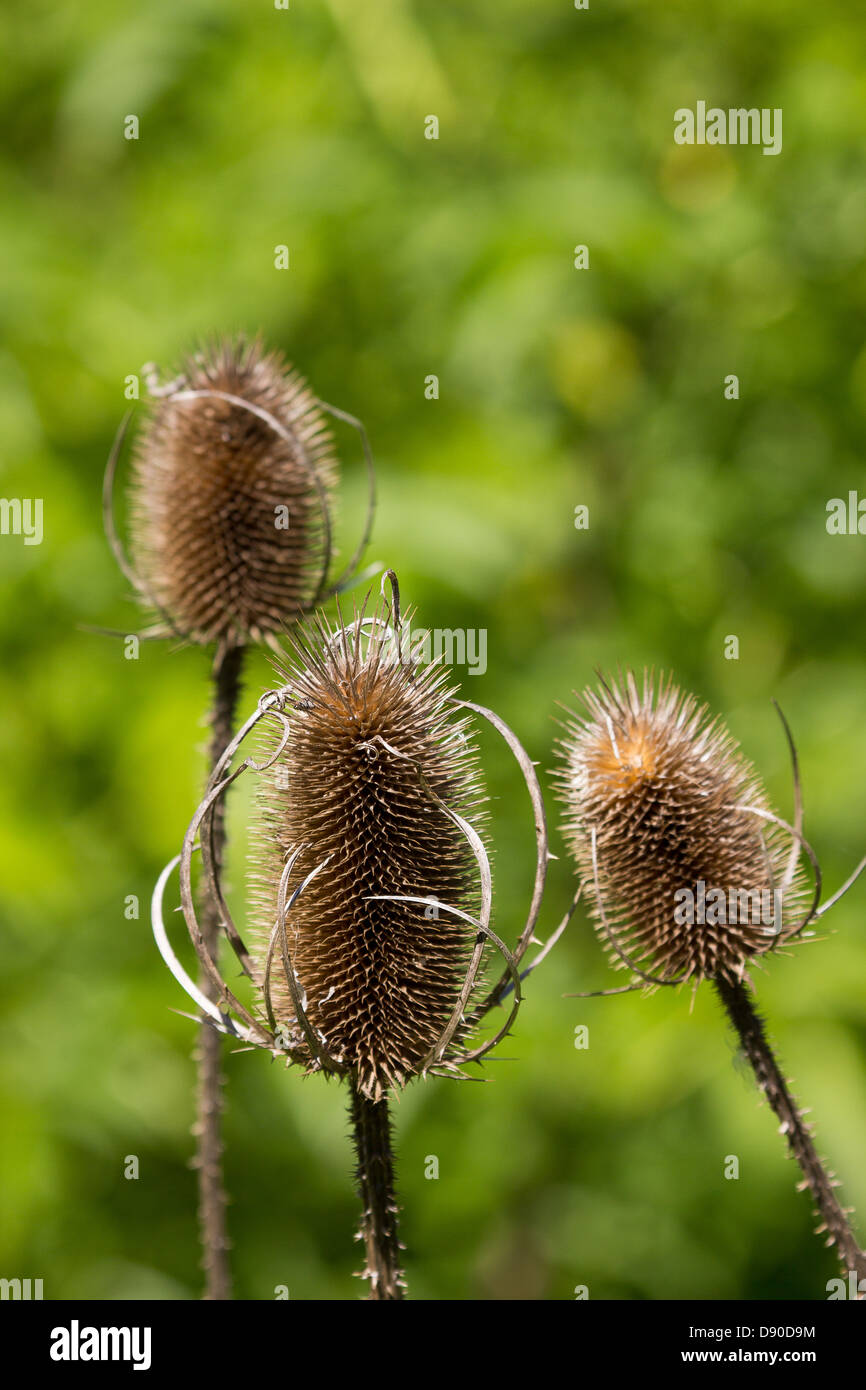 Several Teasel weed heads Stock Photo - Alamy