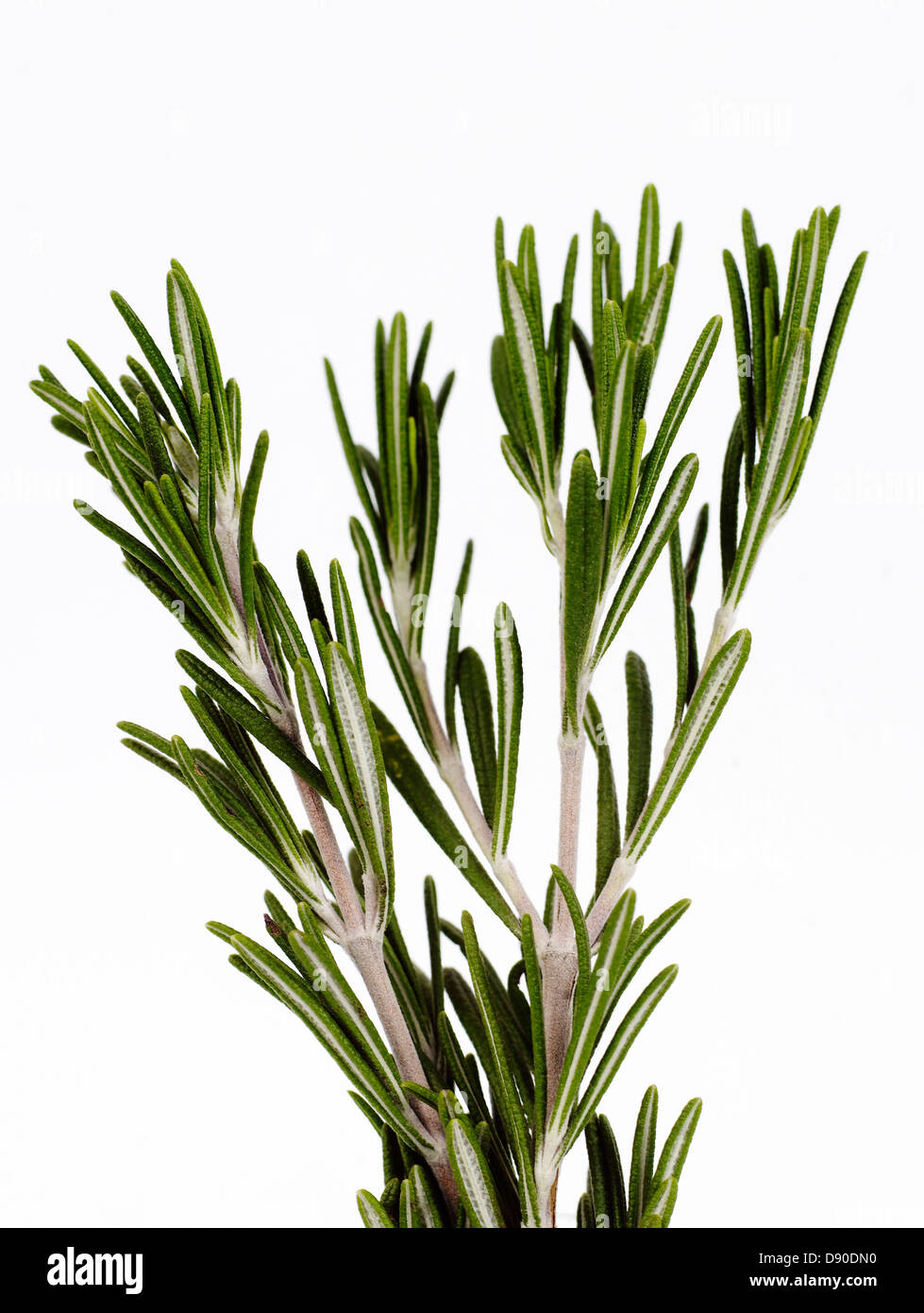 A sprig of rosemary Stock Photo - Alamy