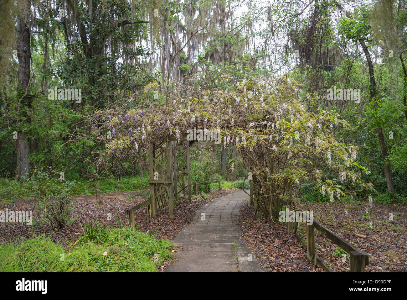 Wisteria covered arbor at Kanapaha Gardens located in Gainesville ...