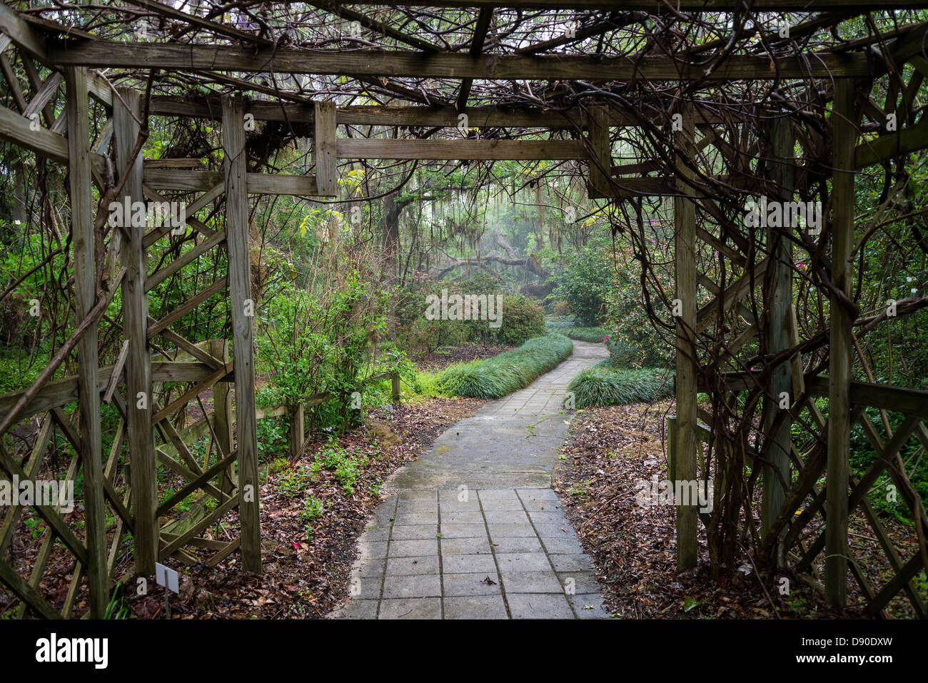 Wisteria covered arbor at Kanapaha Gardens located in Gainesville ...