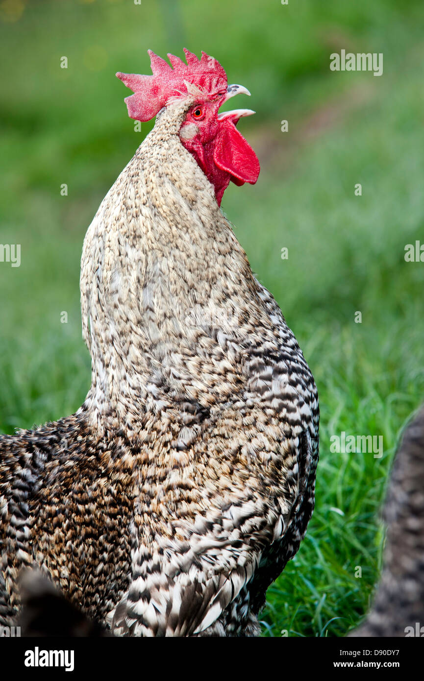 A single cockerel crowing in green field Stock Photo - Alamy