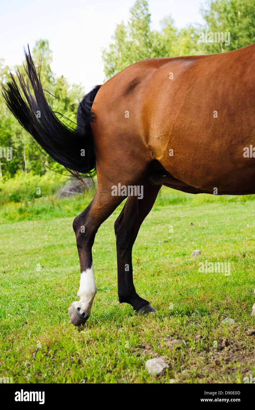Rear end horse hi-res stock photography and images - Alamy