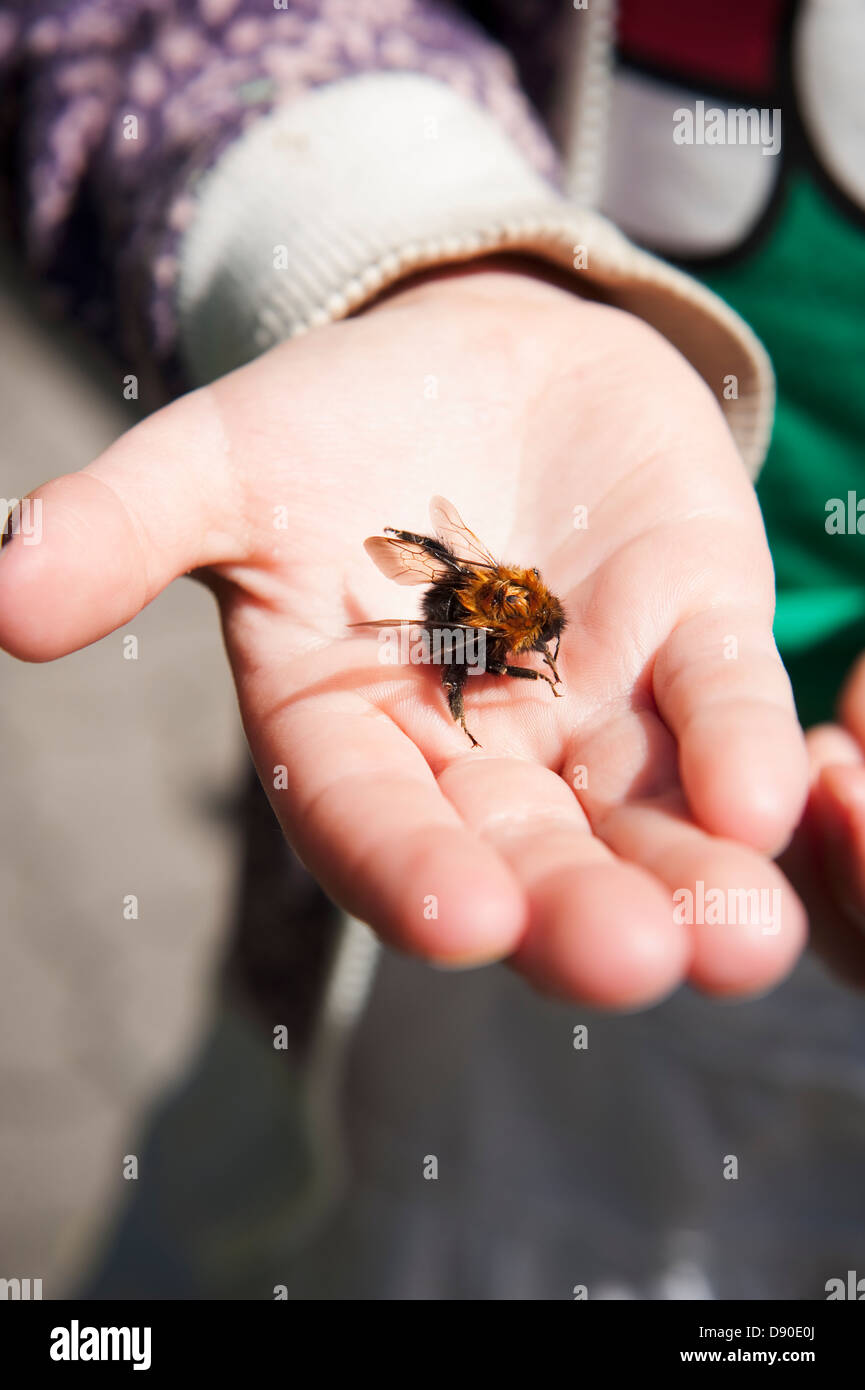 A bumble-bee in a palm Stock Photo - Alamy