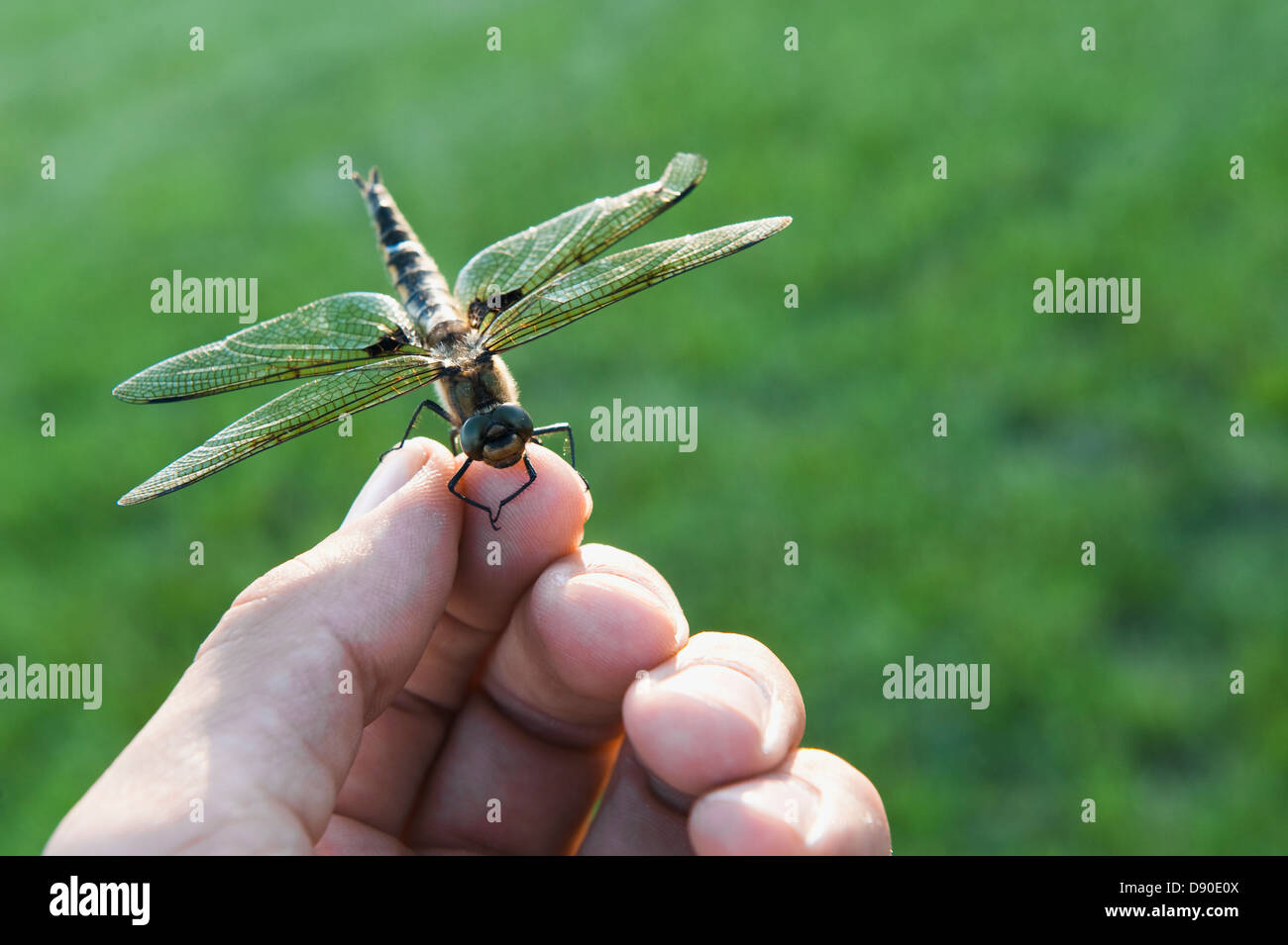Sitting dragonfly hi-res stock photography and images - Alamy