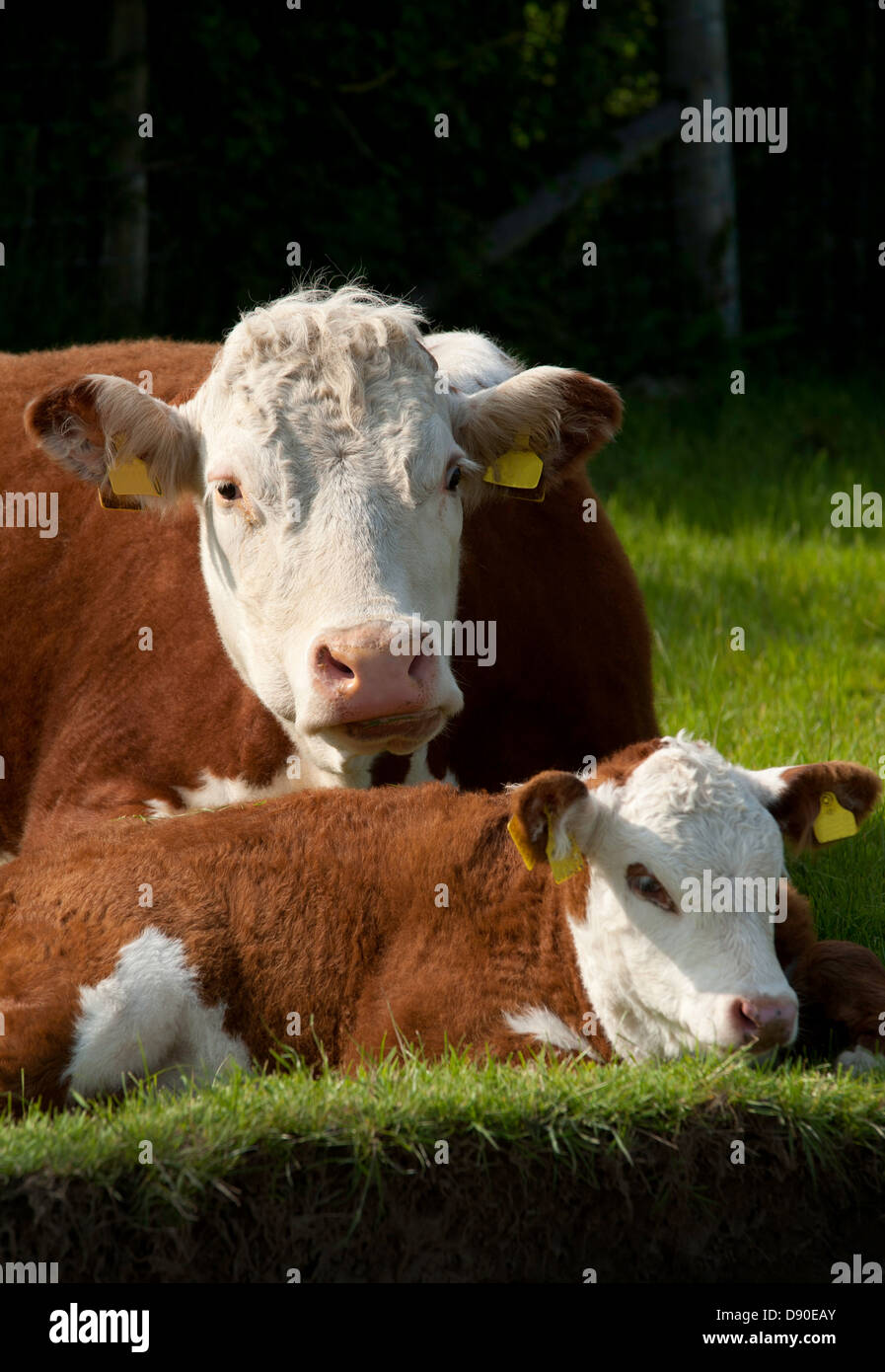 Hereford cattle mother calf cow hi-res stock photography and images - Alamy