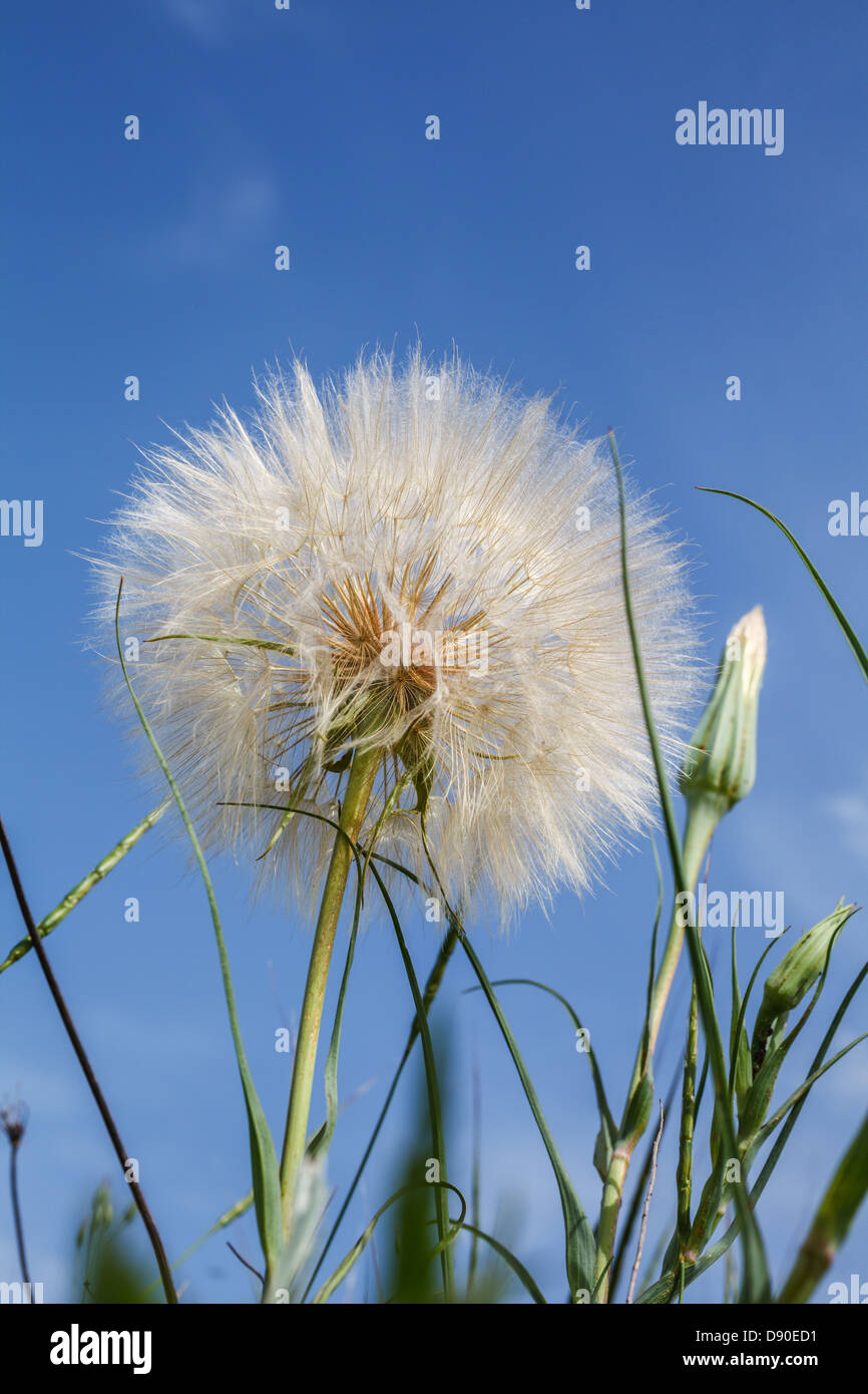 Blue sepal hi-res stock photography and images - Alamy
