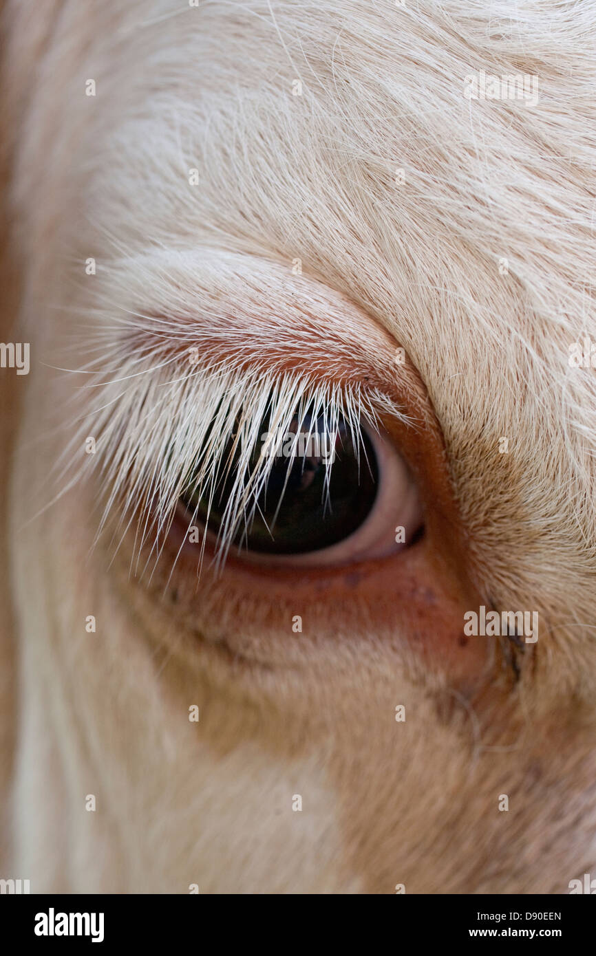 The eye of a cow, Sweden Stock Photo - Alamy