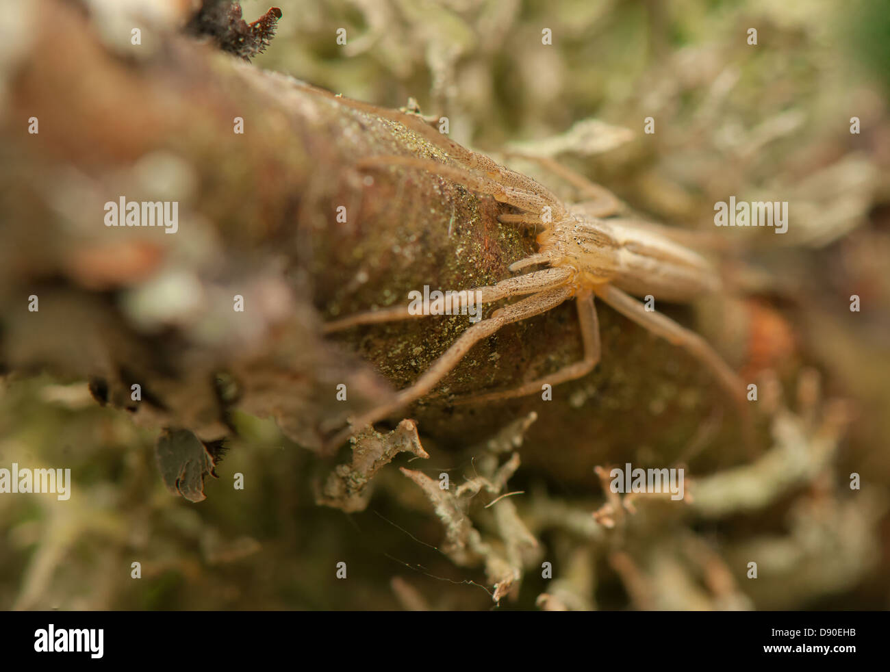 Oblongus hi-res stock photography and images - Alamy