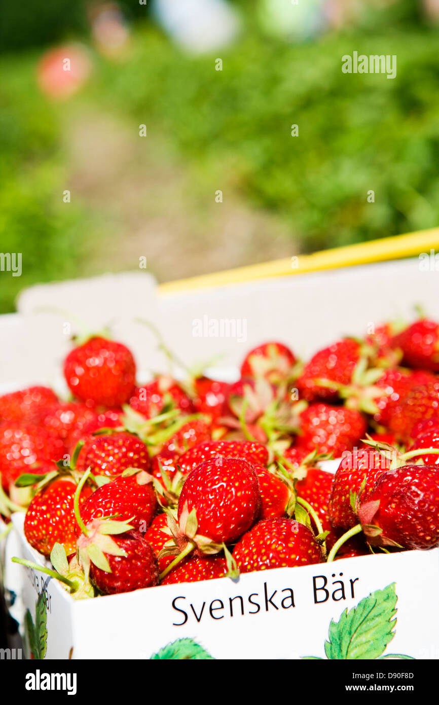 A box of strawberries, Sweden Stock Photo - Alamy