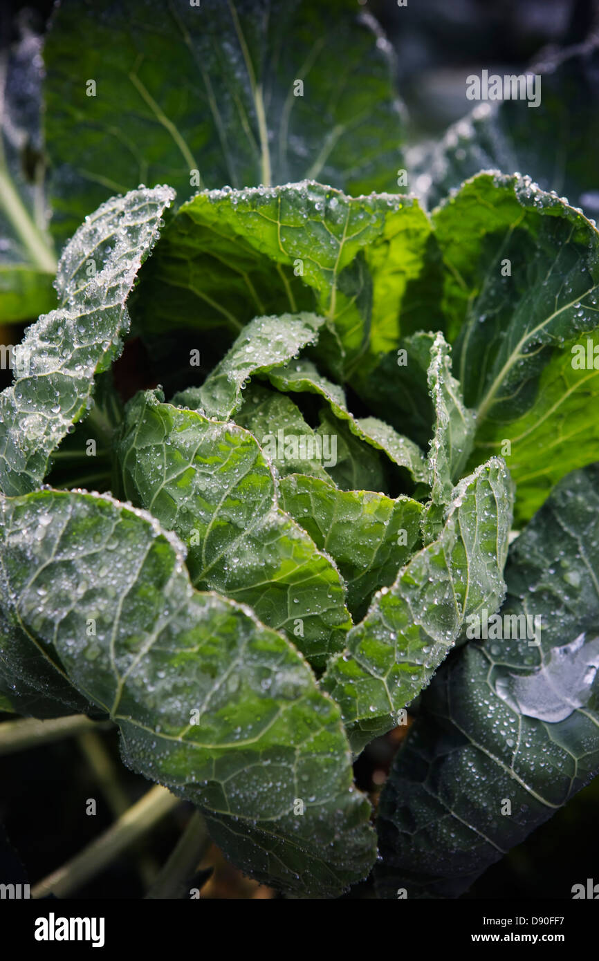 Cabbage, close-up, Sweden Stock Photo - Alamy