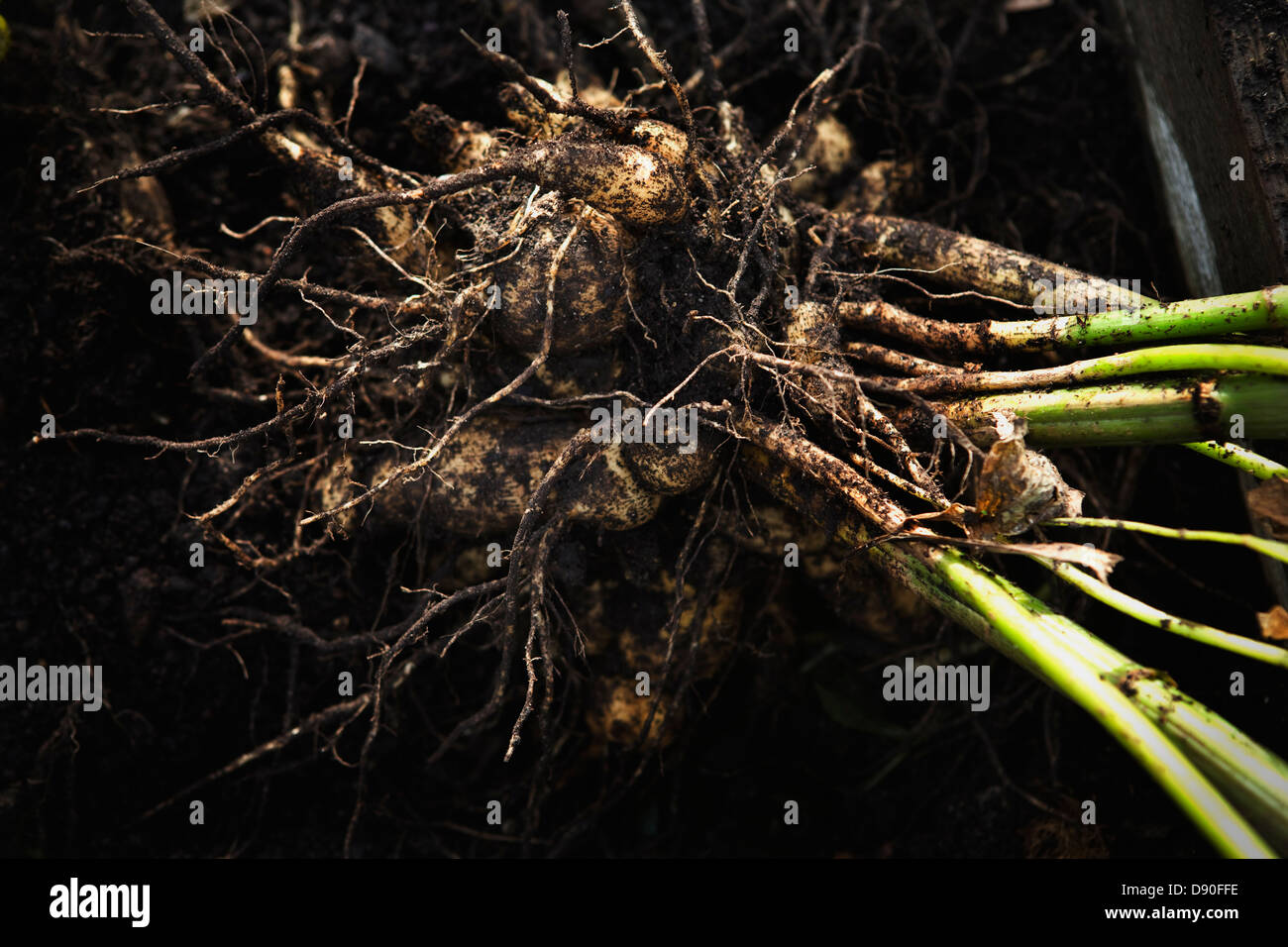 Root system hi-res stock photography and images - Alamy