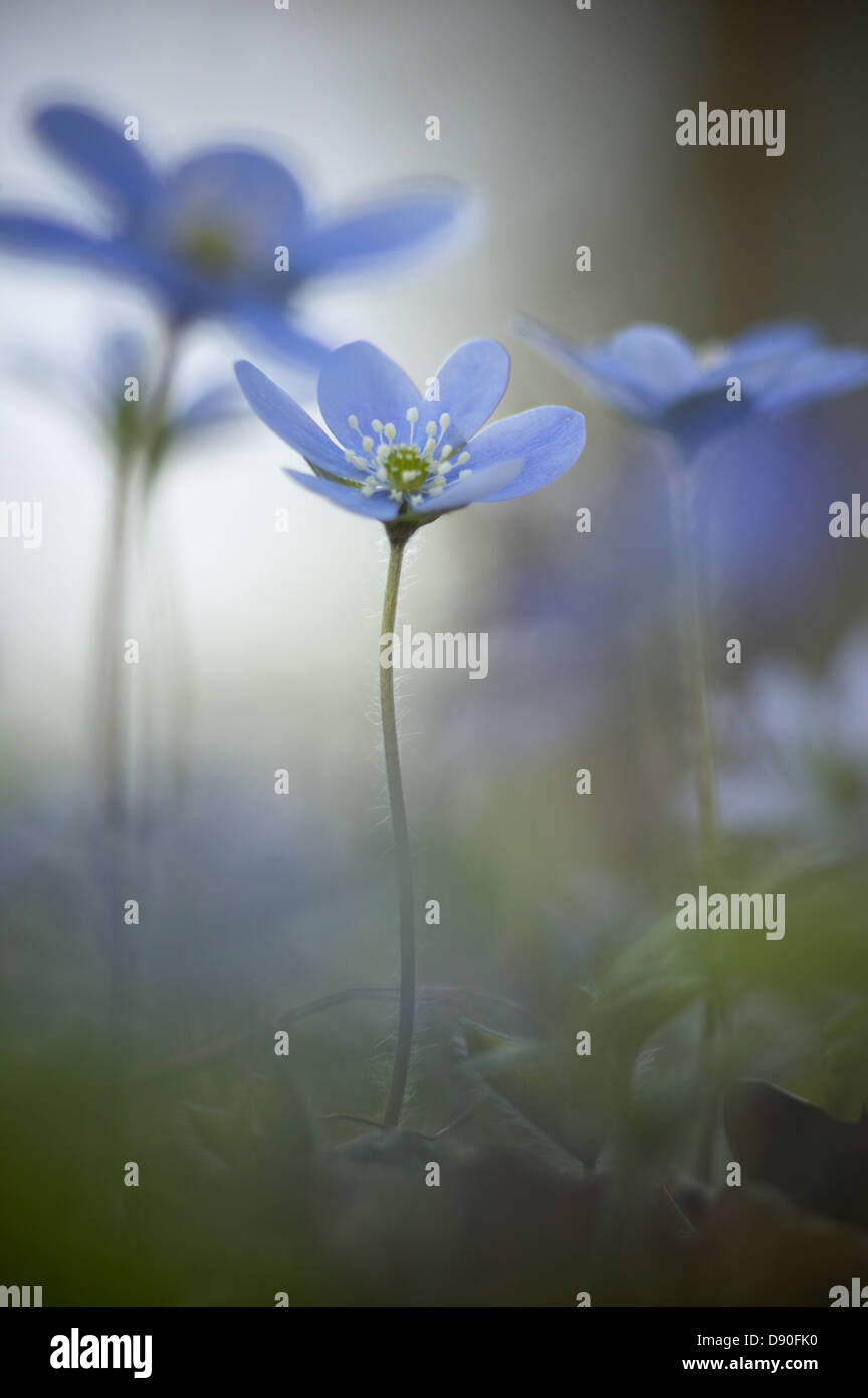 Close-up of hepatica flower Stock Photo - Alamy