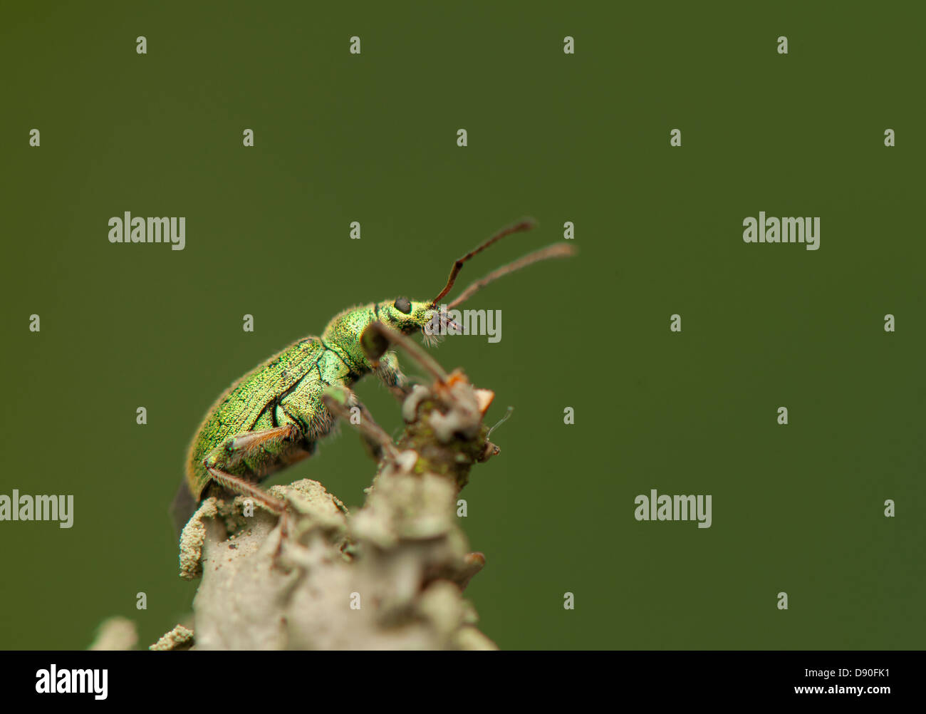Green leaf beetle phyllobius hi-res stock photography and images - Alamy