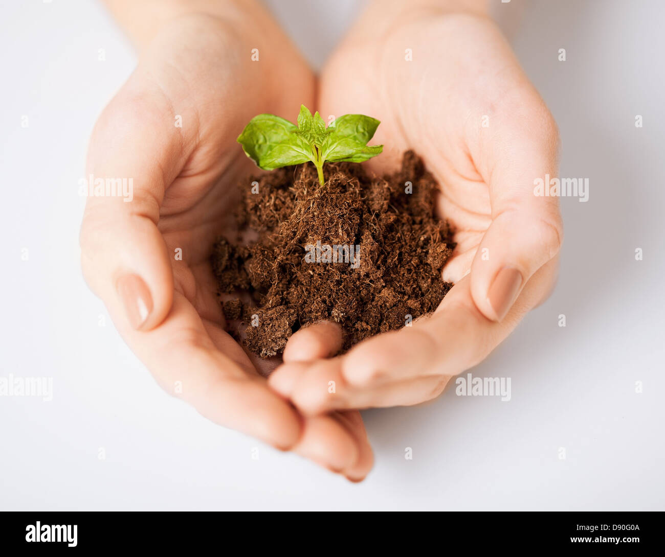 hands with green sprout and ground Stock Photo - Alamy