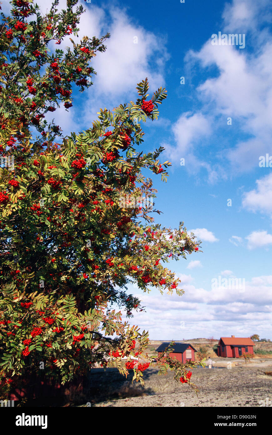 Rowan tree in the archipelago, Sweden Stock Photo - Alamy