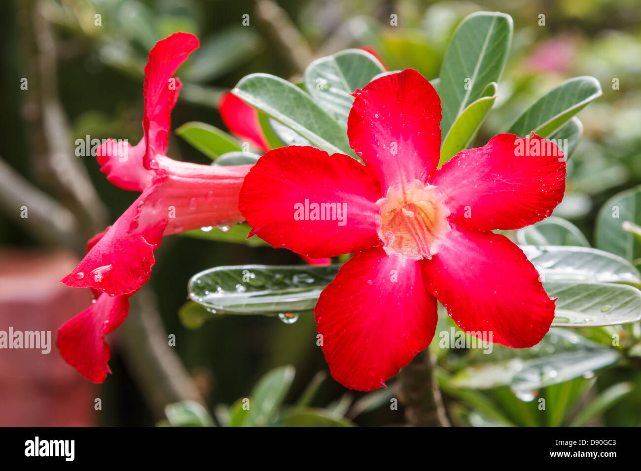 Impala Lily Adenium Stock Photo - Alamy