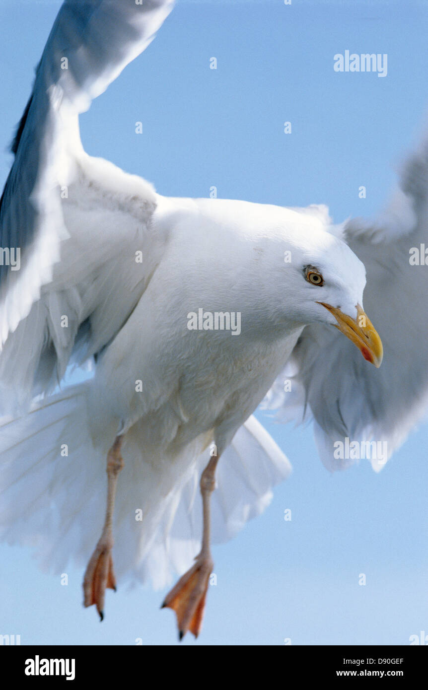 Close up flying gull hi-res stock photography and images - Alamy
