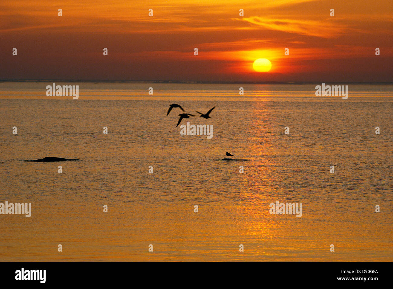 Seabirds in the sunset, Gronskar, Stockholm archipelago, Sweden Stock ...
