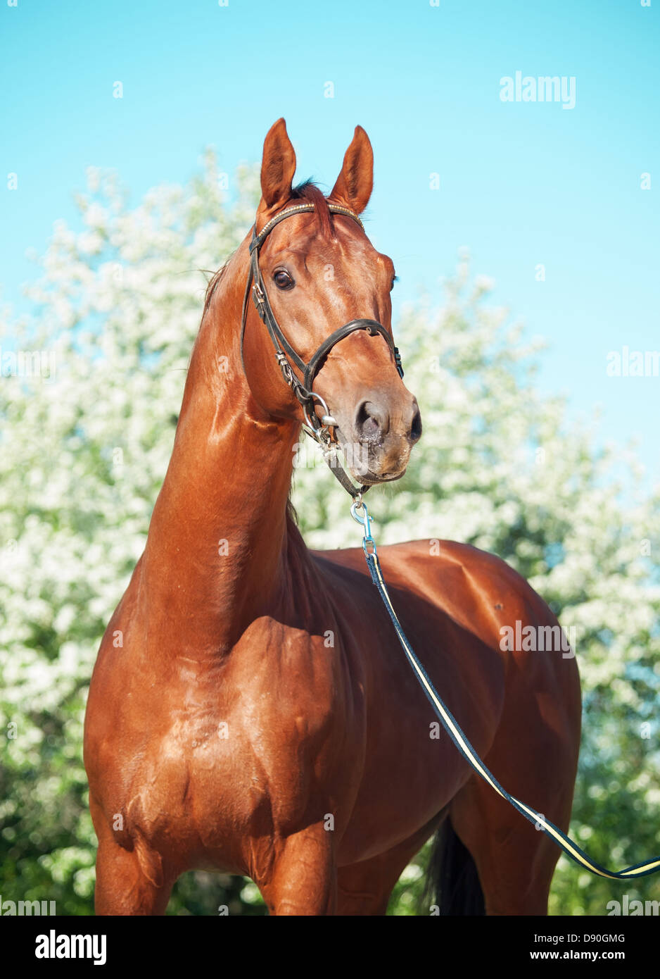 Trakehner Stallion Stock Photos & Trakehner Stallion Stock Images - Alamy