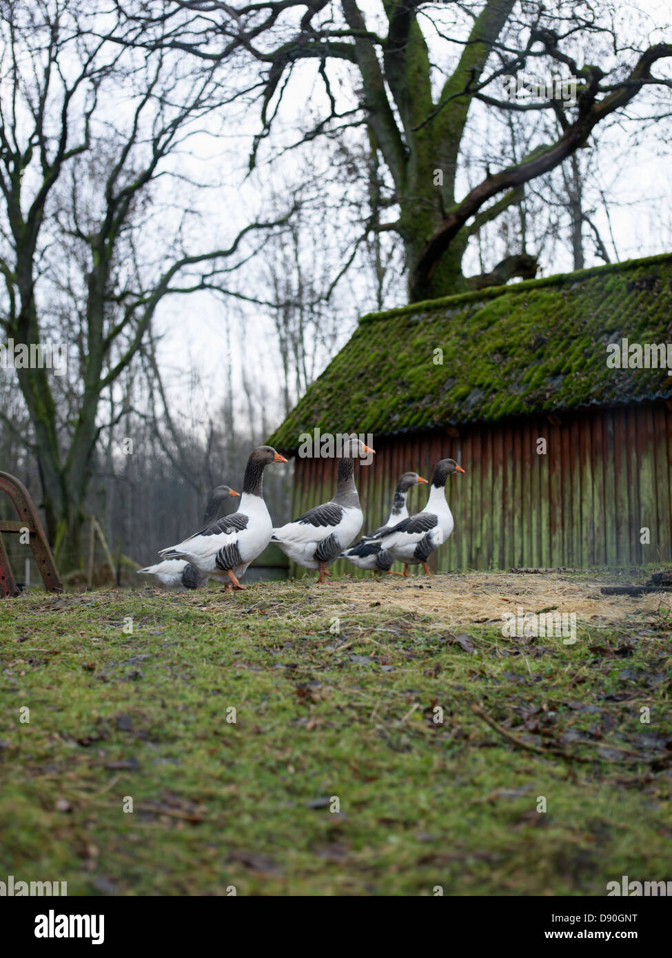Animals around house hi-res stock photography and images - Alamy