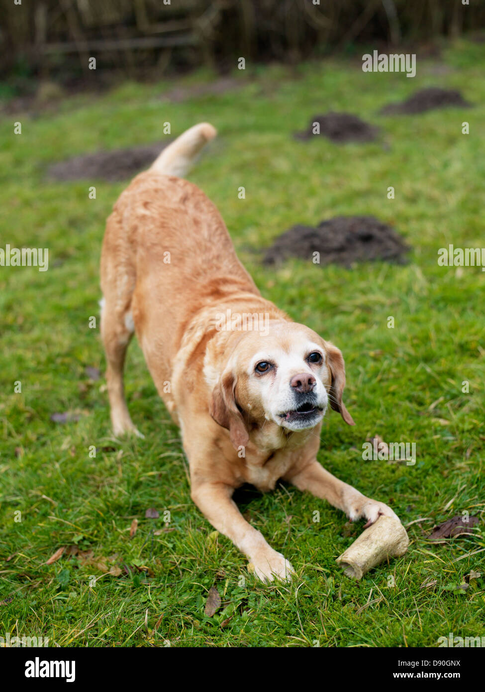 Labrador stretching on grass Stock Photo - Alamy