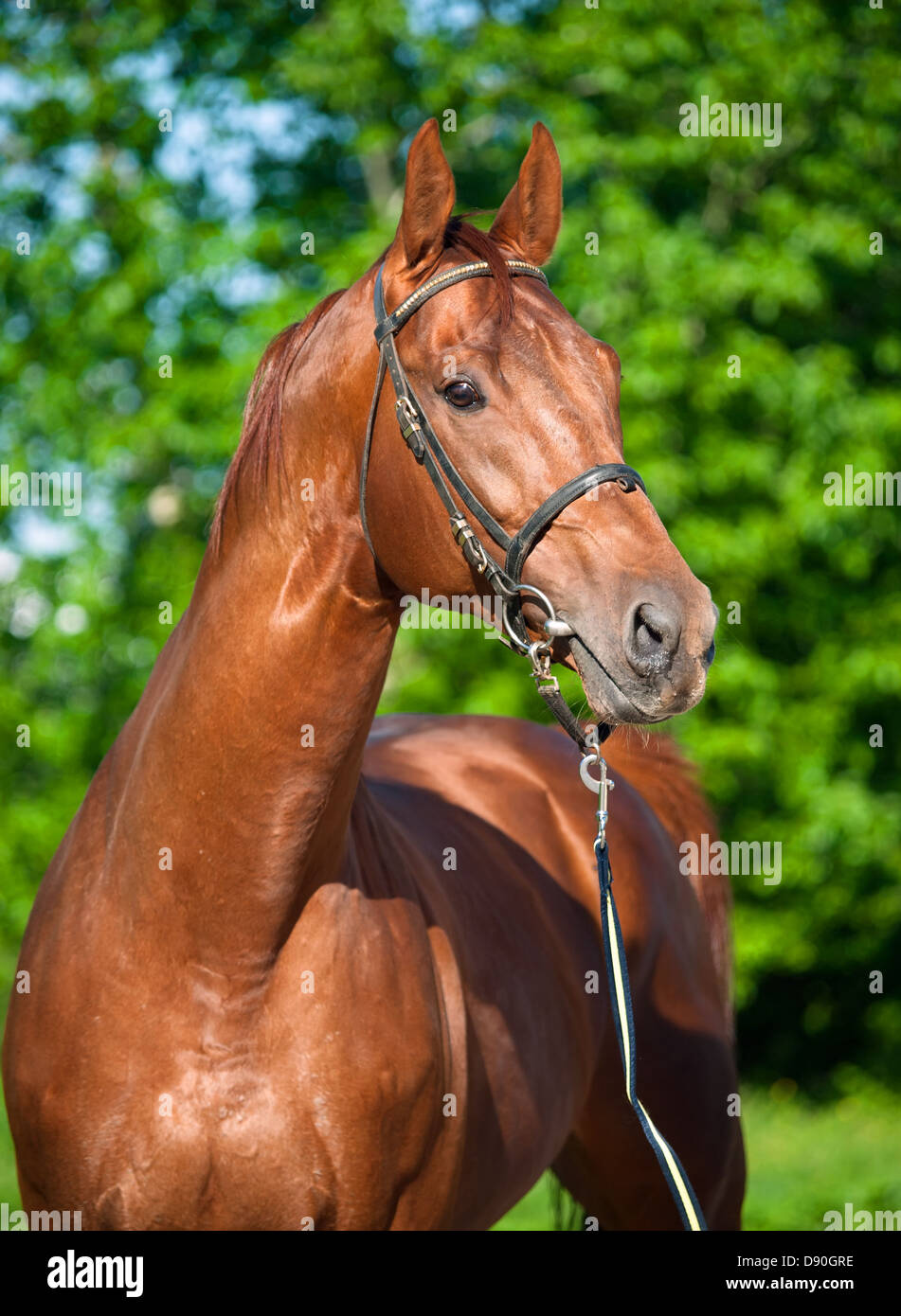 Horse chestnut tree landscape hi-res stock photography and images - Alamy